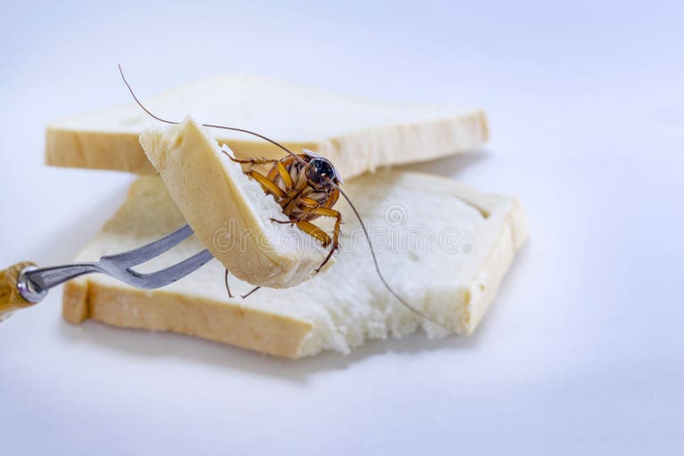 Close Up of Cockroach on a Slice of Bread Stock Photo - Image of animal ...