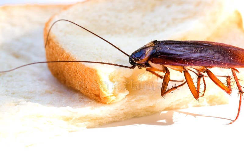 Cockroach on a Slice of Bread Stock Photo - Image of background ...