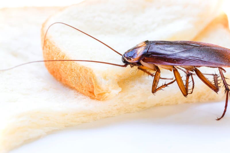 Close Up of Cockroach on a Slice of Bread, Cockroach Eating Whole Wheat ...