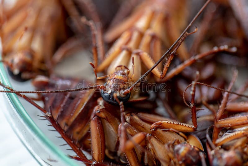 Cockroach for Study Finding Parasites in Laboratory. Stock Photo ...