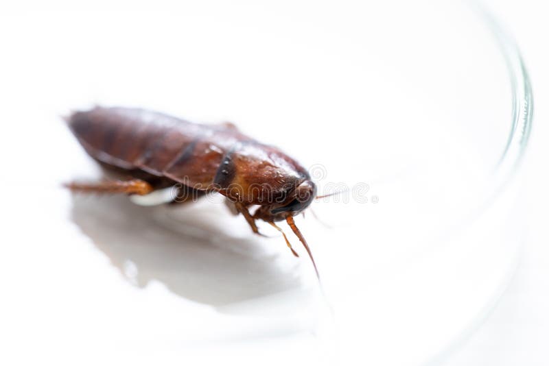 Cockroach for Study Finding Parasites in Laboratory. Stock Photo ...