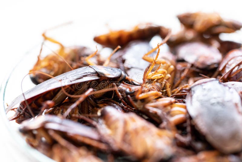 Cockroach for Study Finding Parasites in Laboratory. Stock Photo ...