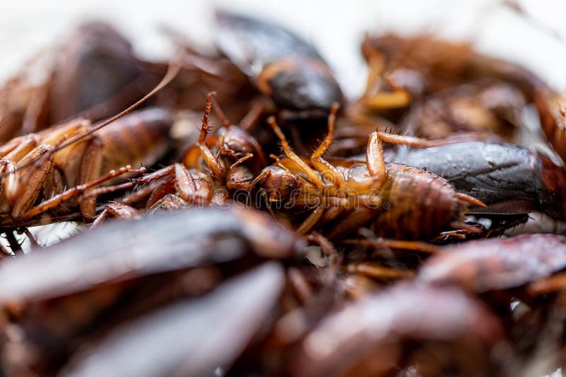 Cockroach for Study Finding Parasites in Laboratory. Stock Photo ...