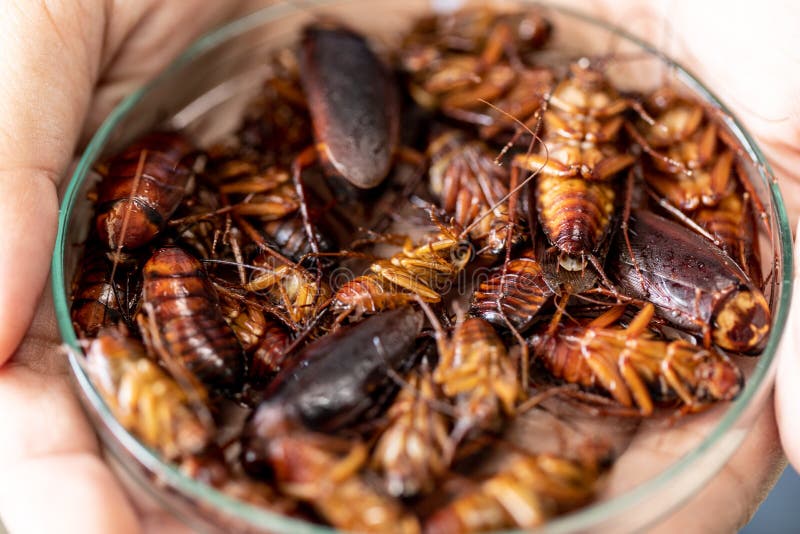 Cockroach For Study Finding Parasites In Laboratory. Stock Photo ...