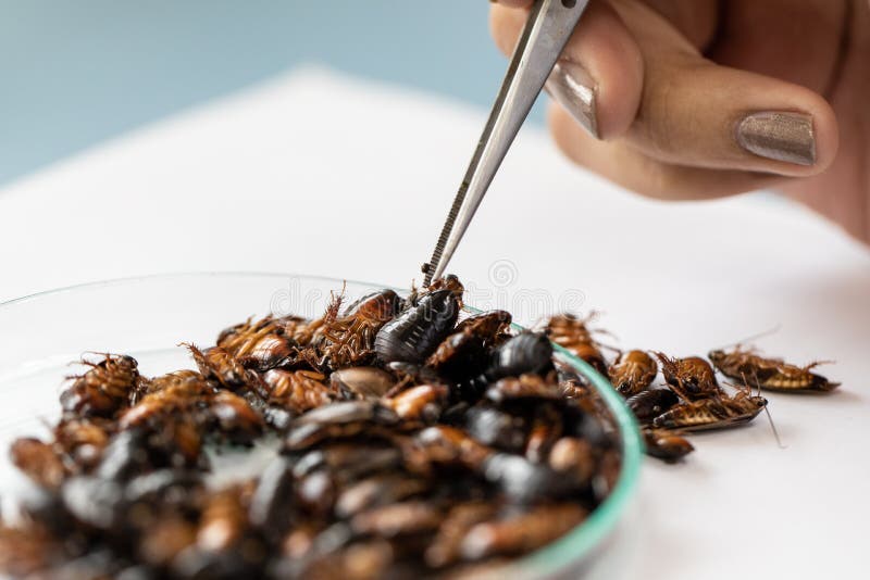 Close-up Cockroach for Study in Laboratory. Stock Photo - Image of ...