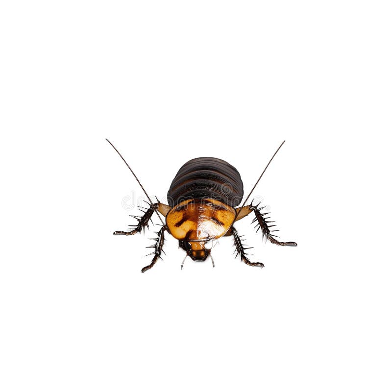 Close-up of a Cockroach on a Transparent Background in Full Detail ...