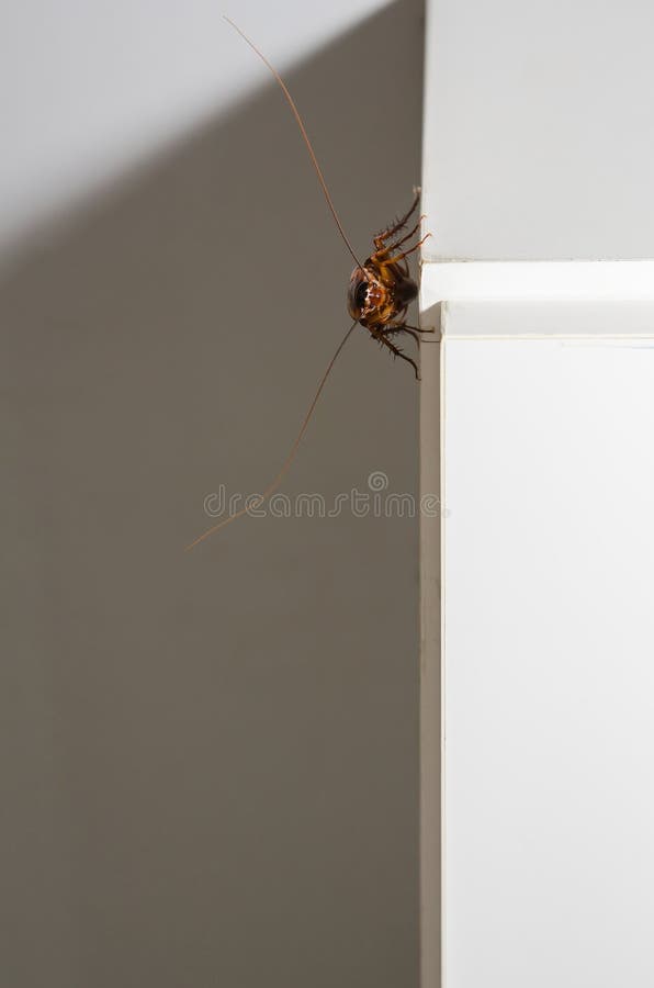 Close Up a Cockroach on the Wall Stock Image - Image of body, close ...