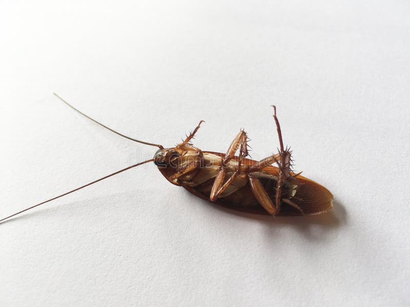 Cockroach on white paper stock image. Image of survivor - 118290979