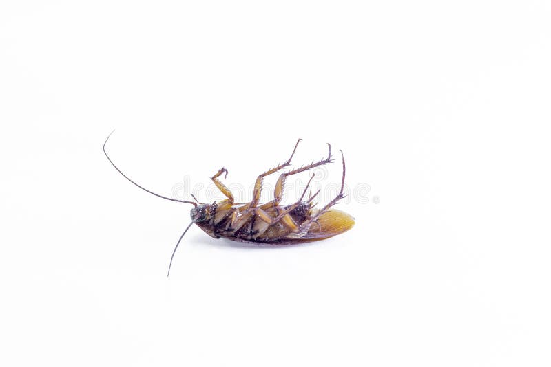 Close Up of a Cockroach on White Background Stock Image - Image of ...