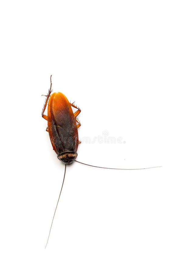Cockroach on White Background Stock Image - Image of antenna, brown ...