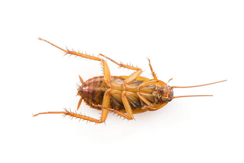 Cockroach on White Background Stock Photo - Image of body, cockroach ...