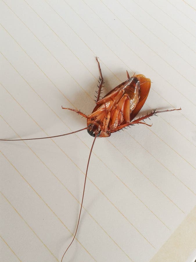 Cockroach on white paper stock image. Image of ugly - 119379981