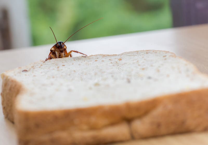 Close Up of Cockroach on a Whole Wheat Bread Stock Photo - Image of ...