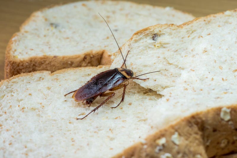 Close Up of Cockroach on a Whole Wheat Bread Stock Image - Image of ...