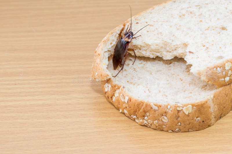 Close Up of Cockroach on a Whole Wheat Bread Stock Photo - Image of ...