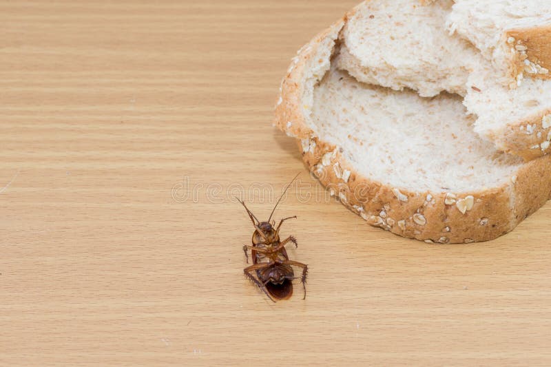 Close Up of Cockroach on a Whole Wheat Bread Stock Photo - Image of ...