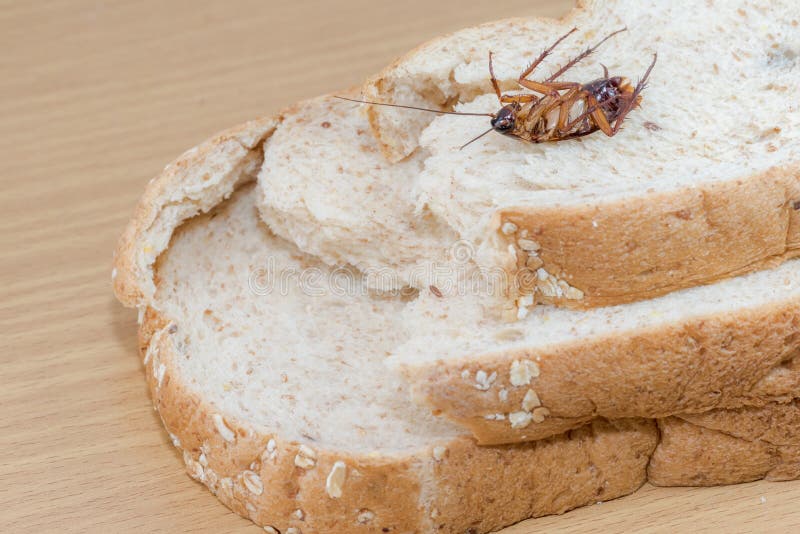 Close Up of Cockroach on a Whole Wheat Bread Stock Image - Image of ...