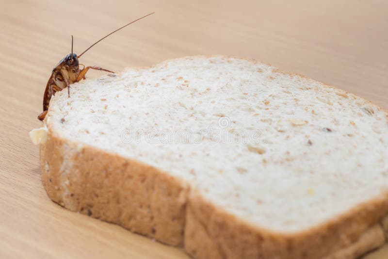 Close Up of Cockroach on a Whole Wheat Bread Stock Photo - Image of ...