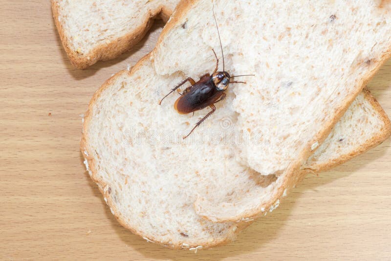 Close Up of Cockroach on a Whole Wheat Bread. Stock Photo - Image of ...