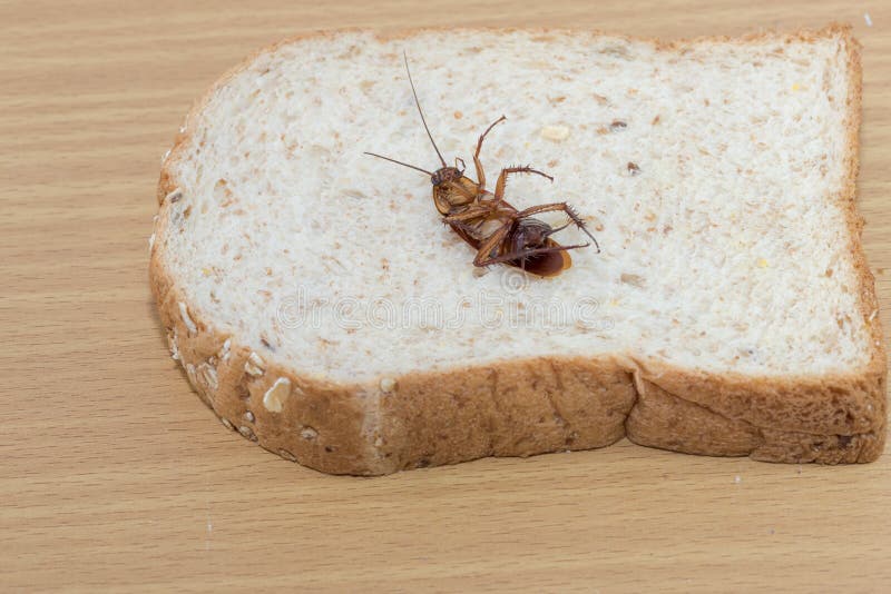 Close Up of Cockroach on a Whole Wheat Bread. Stock Photo - Image of ...