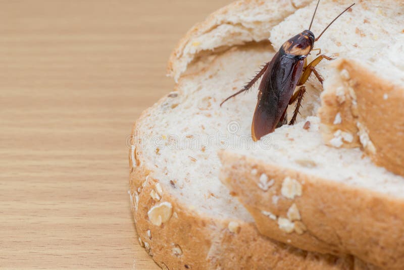 Close Up of Cockroach on a Whole Wheat Bread. Stock Image - Image of ...
