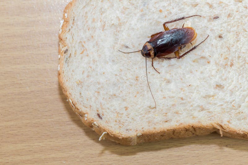 Close Up of Cockroach on a Whole Wheat Bread. Stock Image - Image of ...