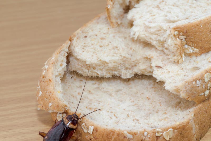 Close Up of Cockroach on a Whole Wheat Bread. Stock Image - Image of ...