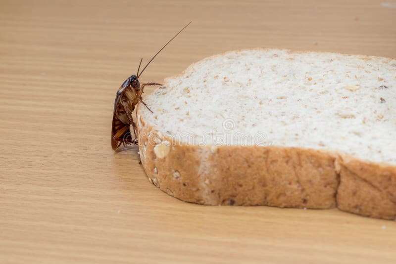 Close Up of Cockroach on a Whole Wheat Bread Stock Photo - Image of ...