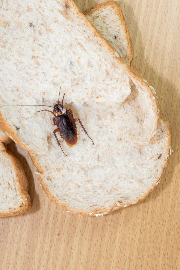 Close Up of Cockroach on a Whole Wheat Bread Stock Image - Image of ...