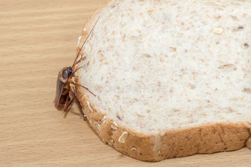 Close Up of Cockroach on a Whole Wheat Bread Stock Image - Image of ...