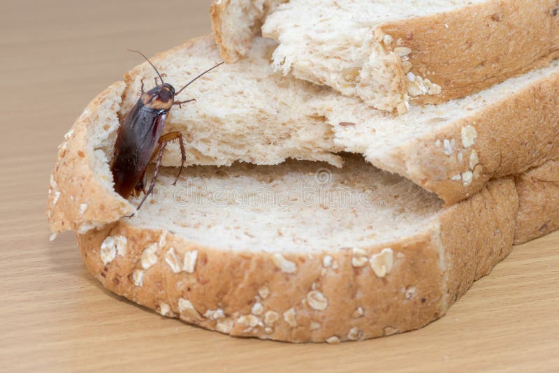Close Up of Cockroach on a Whole Wheat Bread Stock Image - Image of ...