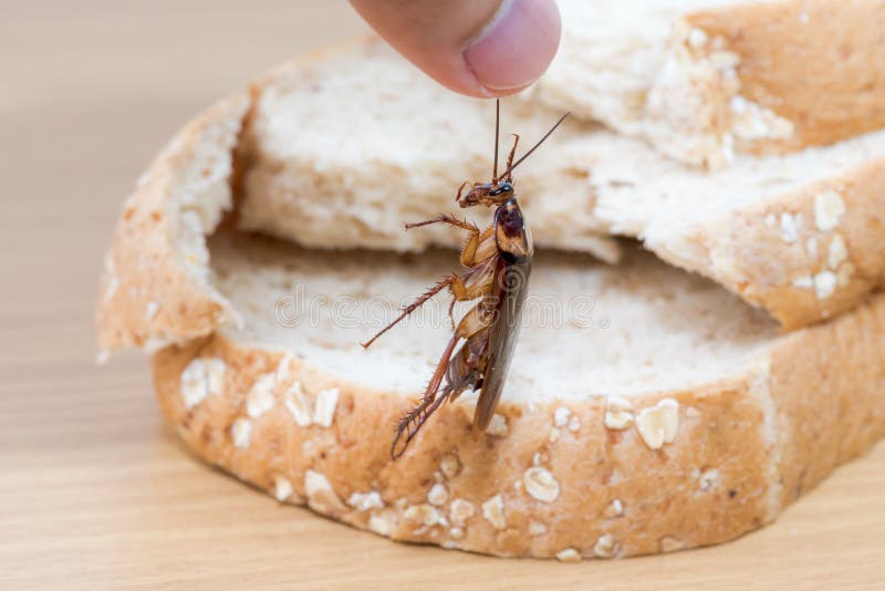 Close Up of Cockroach on a Whole Wheat Bread Stock Photo - Image of ...