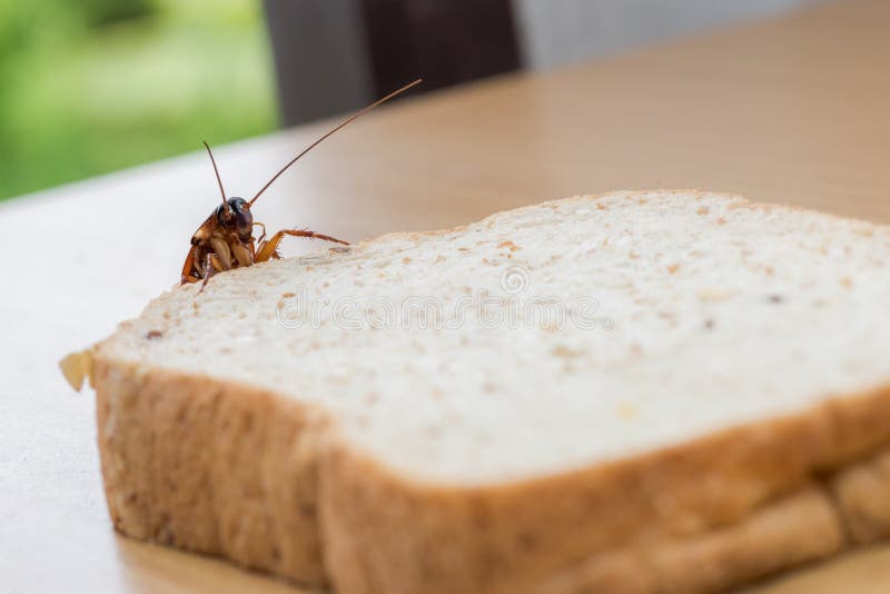 Close Up of Cockroach on a Whole Wheat Bread Stock Photo - Image of ...