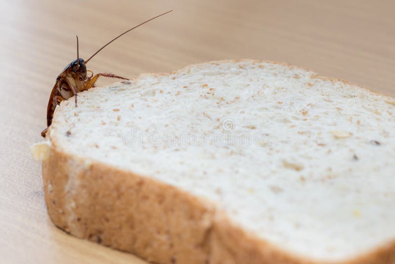 Close Up of Cockroach on a Whole Wheat Bread. Stock Image - Image of ...