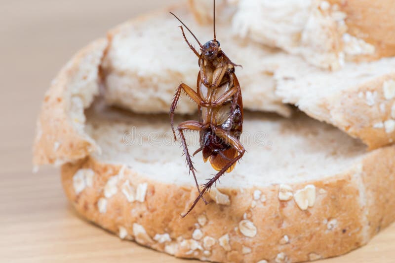 Close Up of Cockroach on a Whole Wheat Bread. Stock Photo - Image of ...