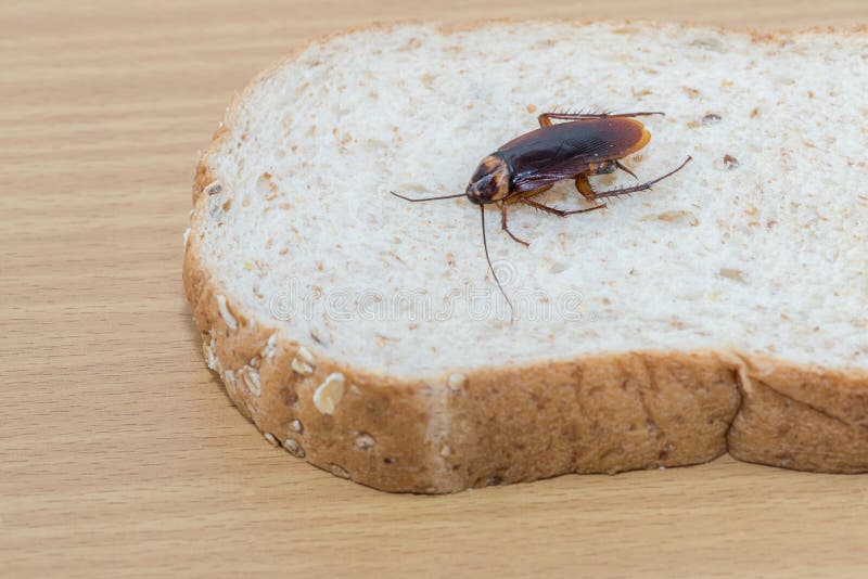 Close Up of Cockroach on a Whole Wheat Bread. Stock Image - Image of ...