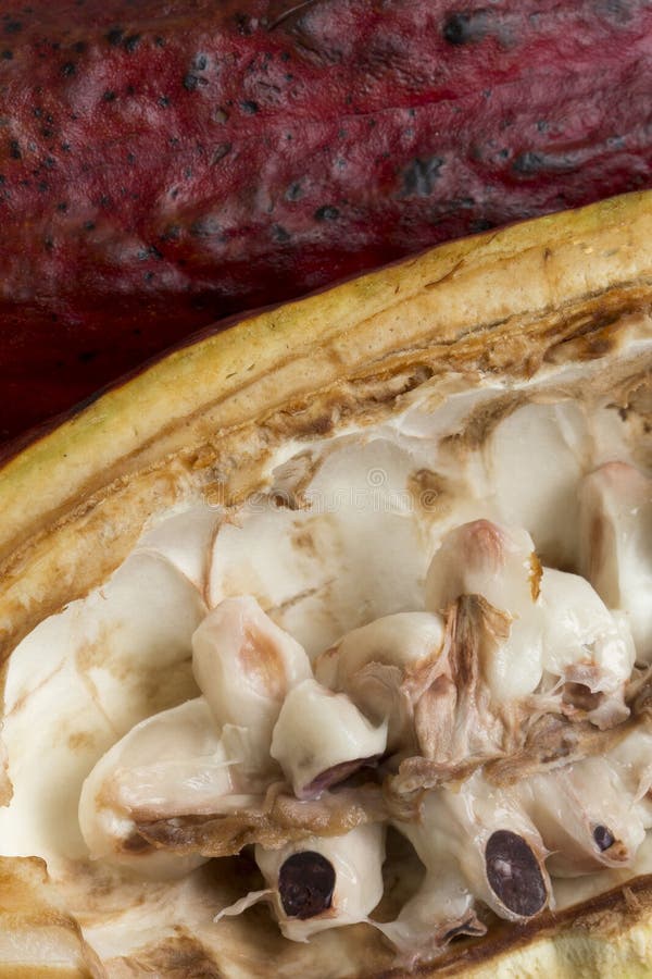 428 Cocoa Pulp Stock Photos - Free & Royalty-Free Stock Photos from ...