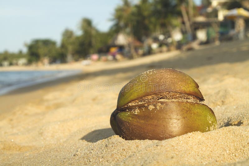 Coconuts in Brazil stock photo. Image of brazil, janero - 14629958