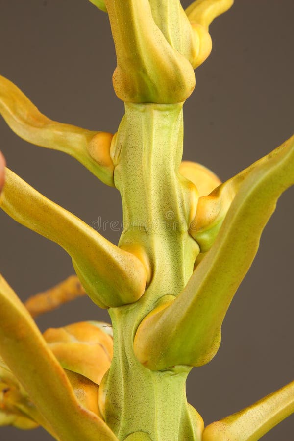 Close Up of Coconut Branch. Stock Image - Image of coconut, branch ...