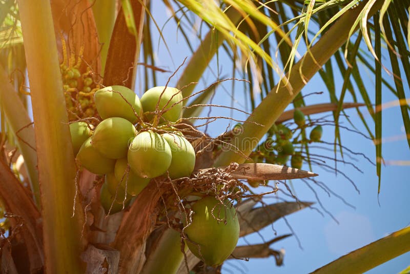 Close-up of coconut bundle stock image. Image of healthy - 90776109