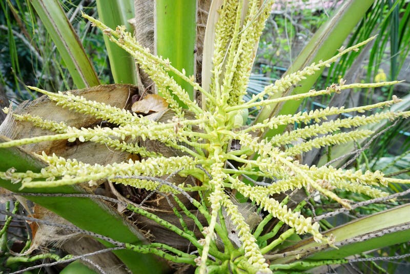 Close Up of Coconut Flower Bloom Stock Photo - Image of garden, group ...