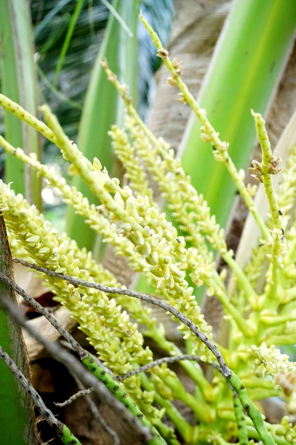 Close Up of Coconut Flower Bloom Stock Photo - Image of botany, floral ...