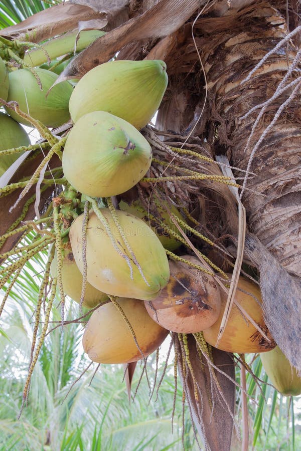 Coconut tree orchard stock photo. Image of farm, tropical - 10341358