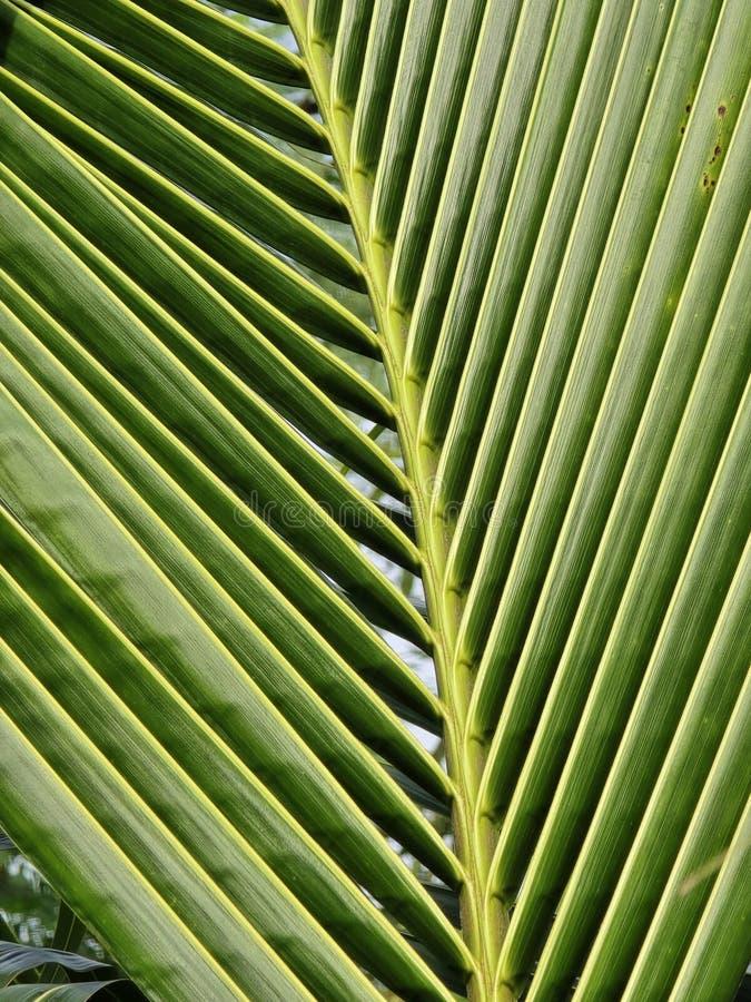 Close Up of a Coconut Leaf Texture Stock Image - Image of coconut ...