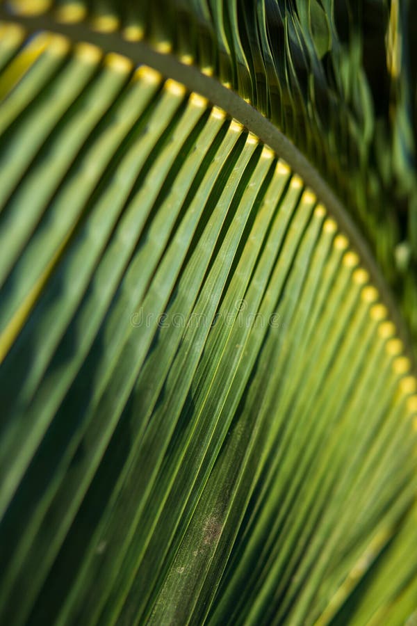 Close Up of Coconut Palm Leaf, Tropical Trees Concept Stock Image ...