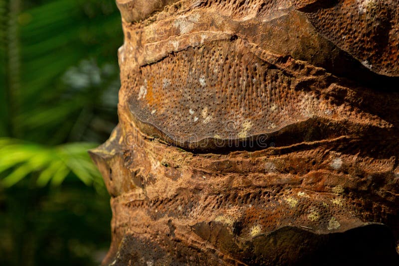 Close-up of Coconut Palm Tree Trunk Stock Photo - Image of nature, wood ...