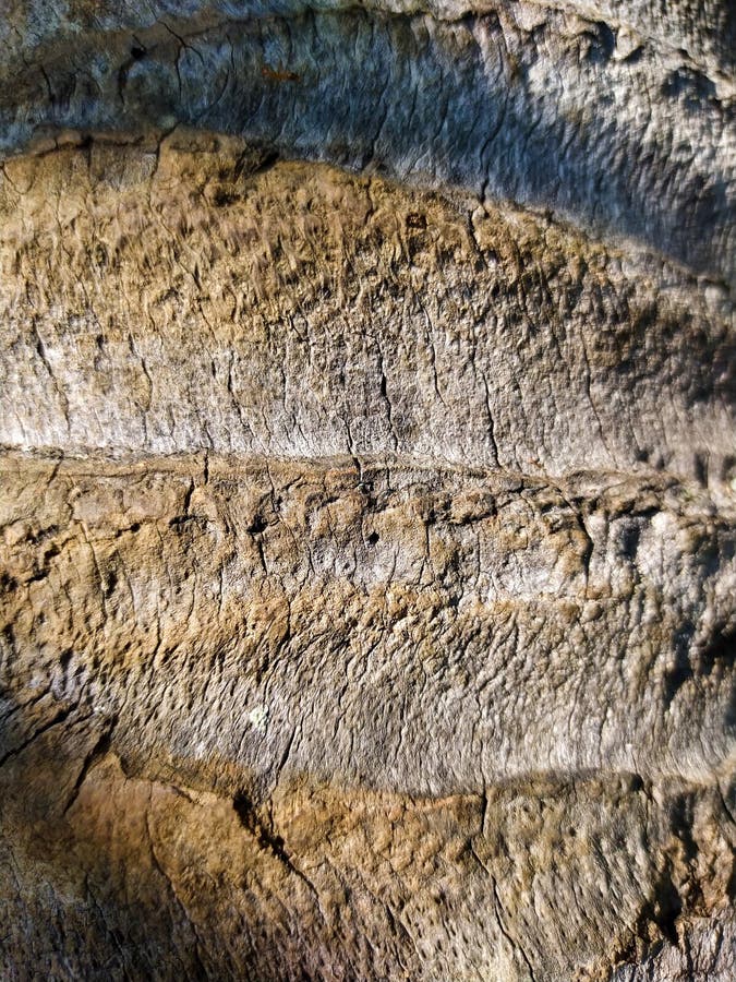 Close-up of Coconut Tree Bark. Full Frame Stock Image - Image of ruins ...