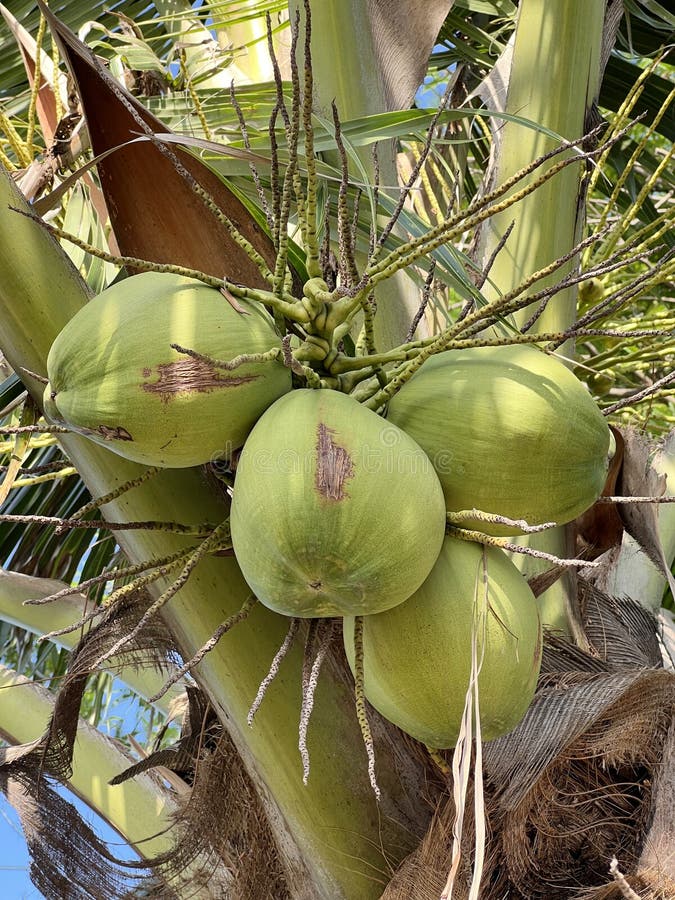 Coconut Tree with Coconuts, Tropical Palm Leaves Stock Image - Image of ...