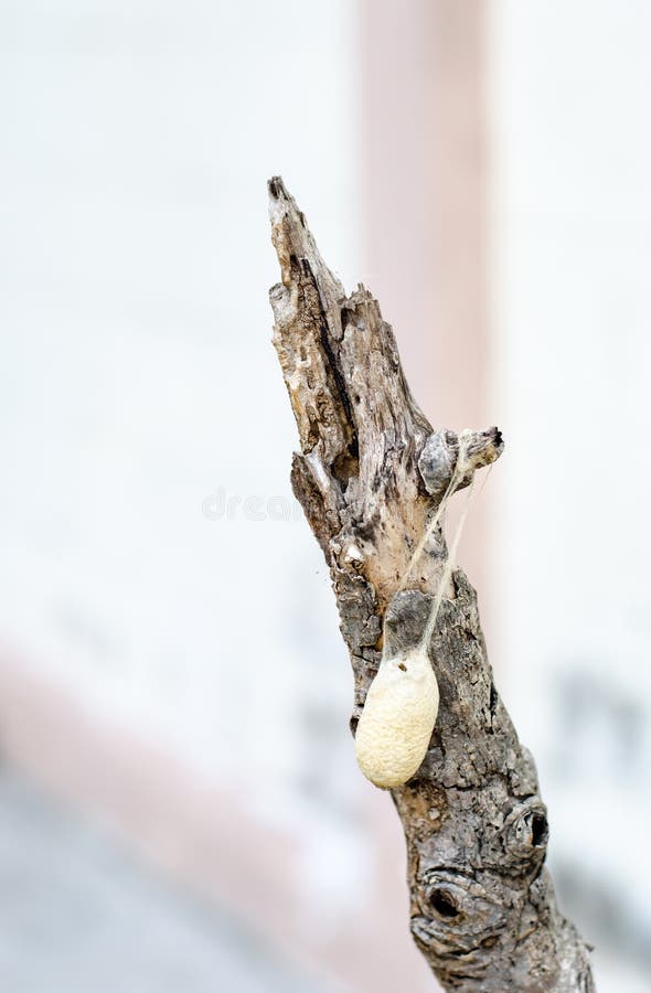 Close Up Cocoon on Old Branch Stock Image - Image of insect, fiber ...