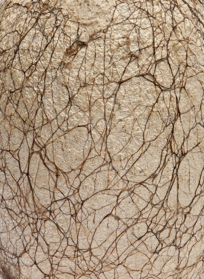 Close-up of Cocoon of a South India Small Stock Image - Image of ...